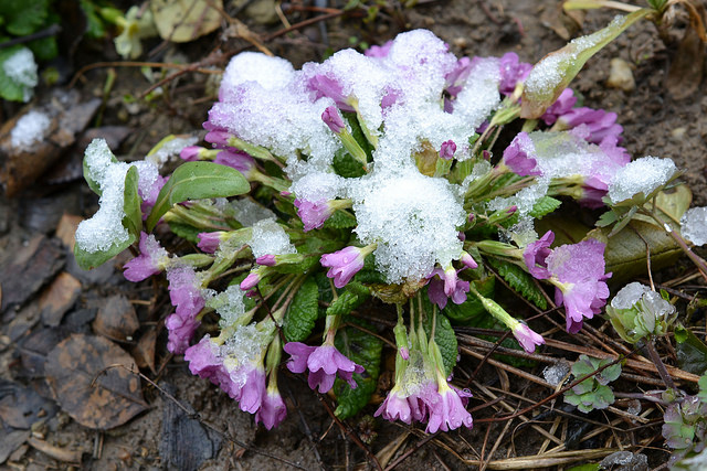 Primula covered with snow | free image